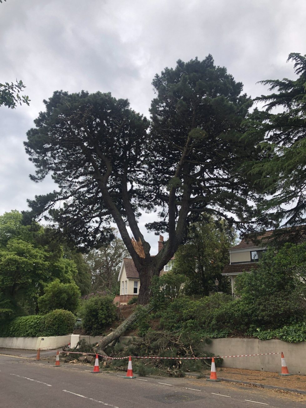 Why Should You Prioritise Tree Risk Assessments in Your Property?