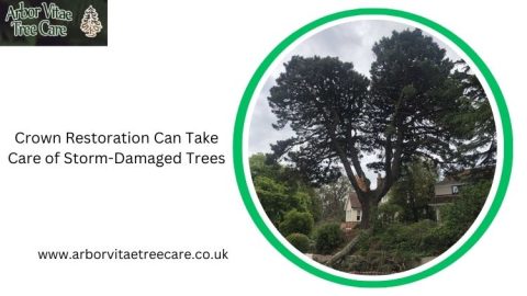 Crown Restoration Can Take Care of Storm-Damaged Trees